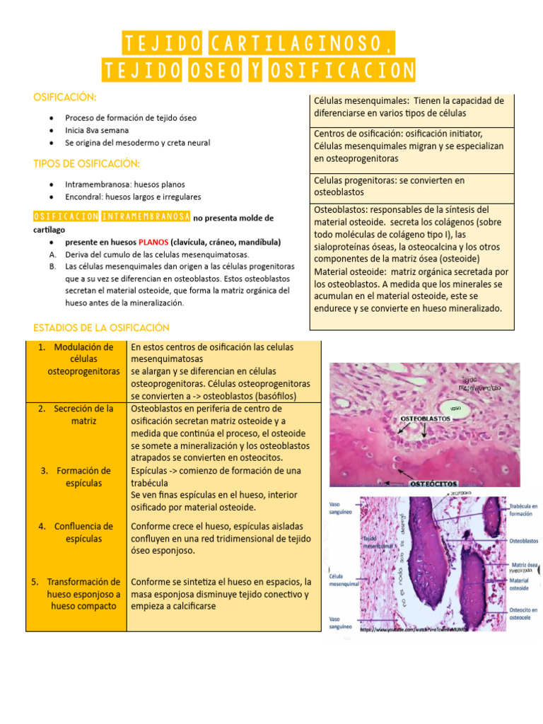 Tejido Cartilaginoso, Tejido Óseo y Osificación | Descargar gratis PDF | Hueso | Cartílago