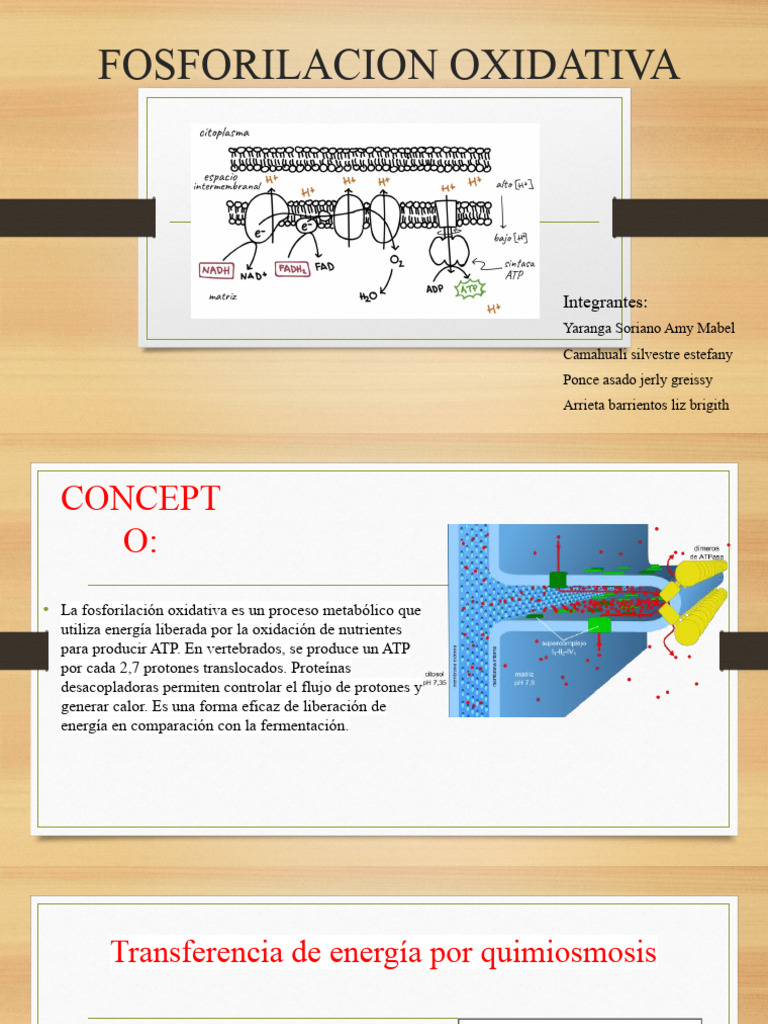 Fosforilacion Oxidativa | PDF | Cadena de transporte de electrones | Trifosfato de adenosina