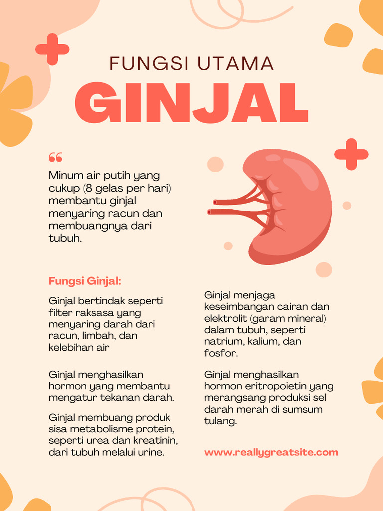 Fungsi Utama Ginjal Manusia Poster | PDF | Kesehatan Holistik | Sains ...