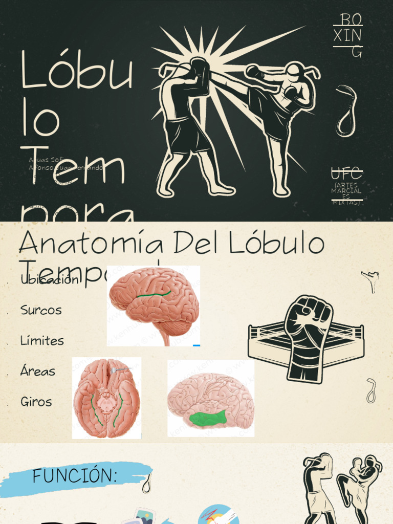Anatomía y Lesiones del Lóbulo Temporal | PDF | Deportes y actividades ...