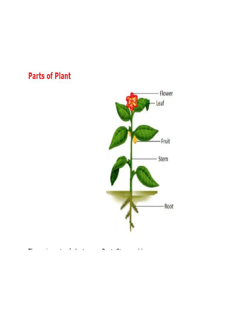 Parts of The Plant | PDF