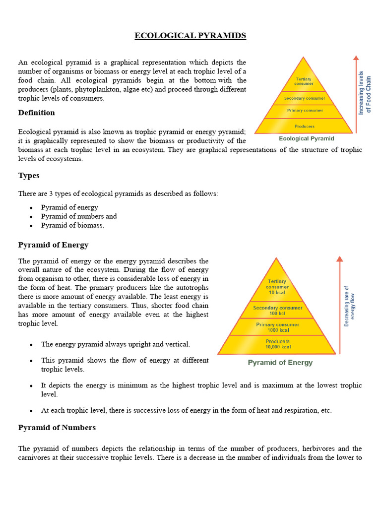 Ecological Pyramid Grade 8 | PDF | Biomass (Ecology) | Ecosystem