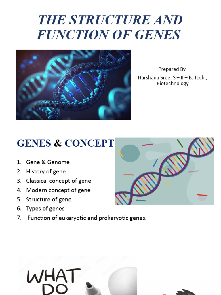 Gene | PDF | Gene | Promoter (Genetics)
