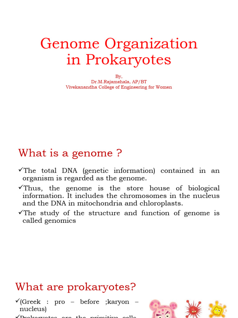 Prokaryotic Genome Organization Explained | PDF | Dna | Prokaryote
