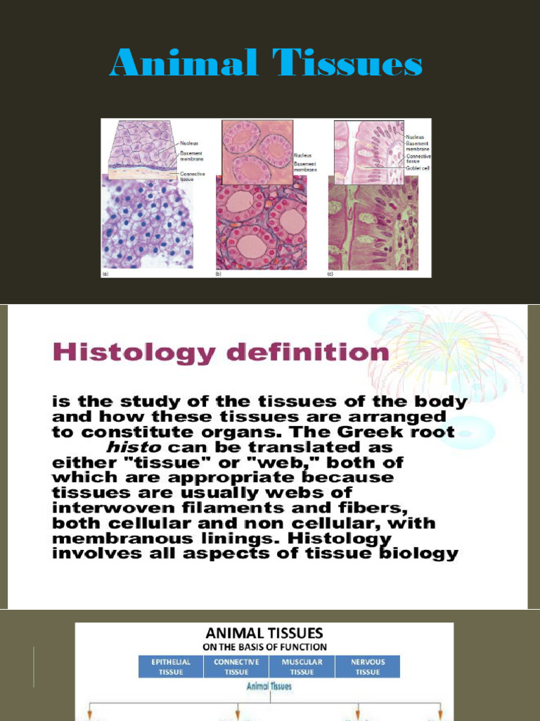 Animal Tissues NEW 1 | PDF | Epithelium | Connective Tissue