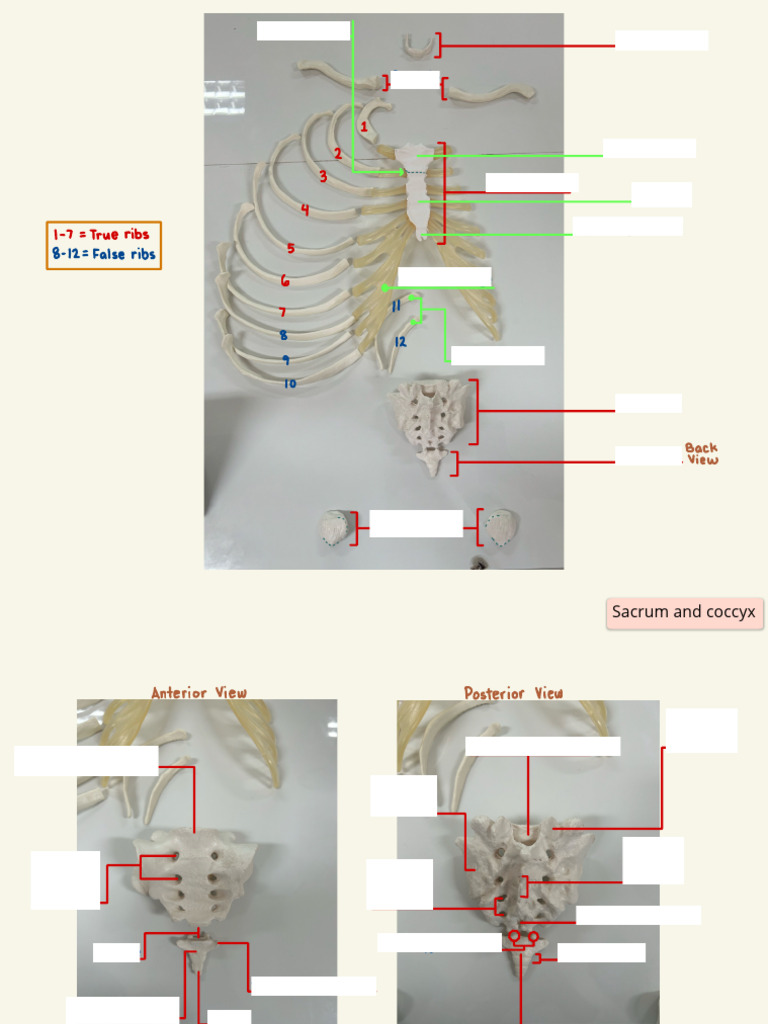 NL Parts Of The Skeletal System PDF Arm Anatomical Terms Of Location