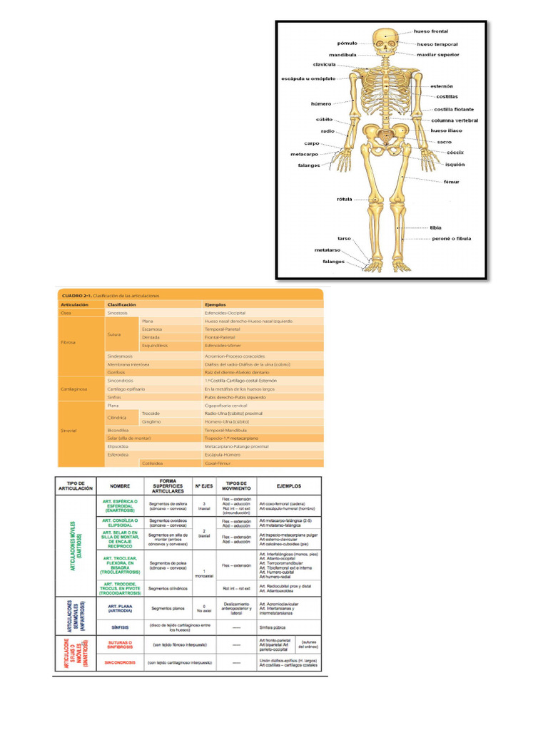 Huesos Imprimir | PDF