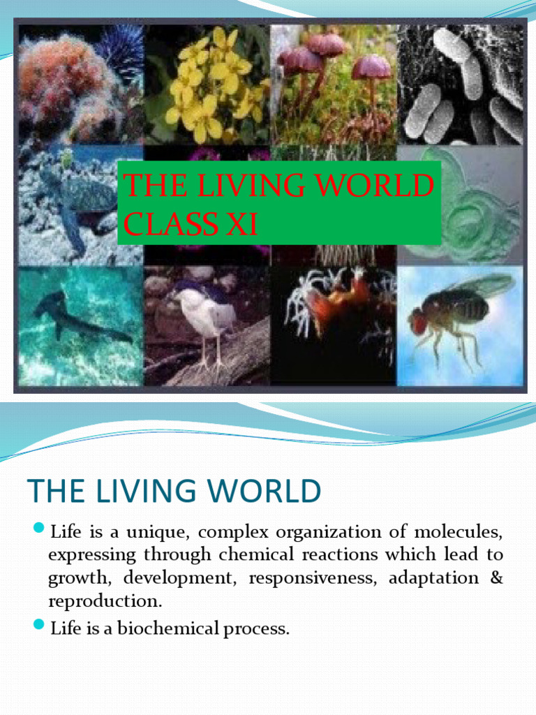 Living World Class Xi | PDF | Cell (Biology) | Reproduction