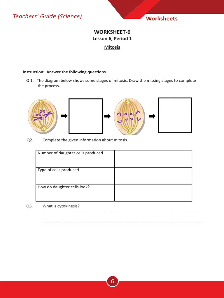 Mitosis and Meiosis Worksheet Guide | PDF | Gene | Mitosis