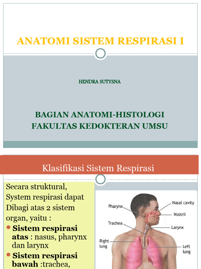 Anatomi Sistem Respirasi Manusia | PDF