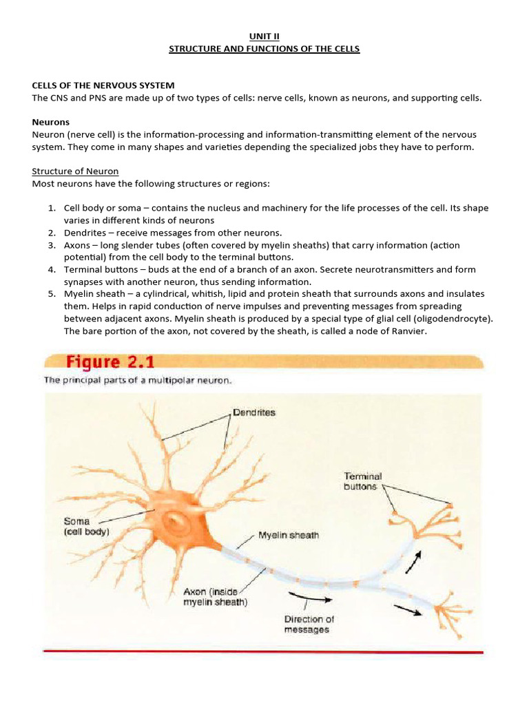 UNIT 2 - STRUCTURE AND FUNCTIONS OF THE CELLS | PDF | Chemical Synapse | Action Potential
