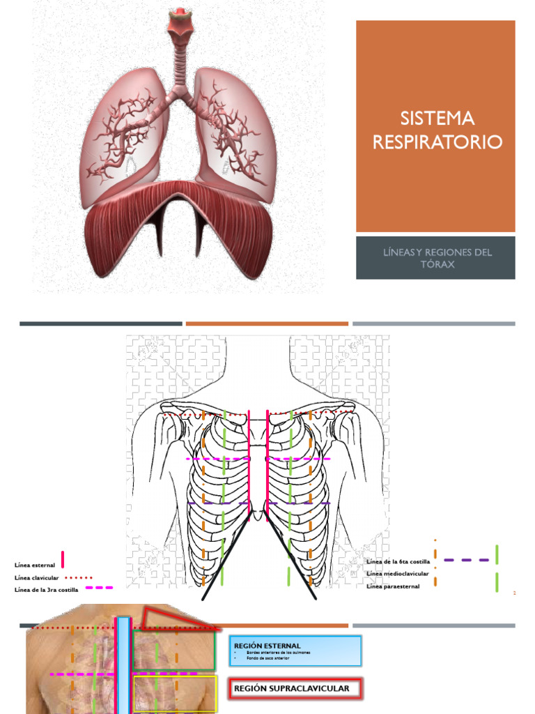 Lineas y Regiones Del Torax | Descargar gratis PDF | Pulmón | Tórax