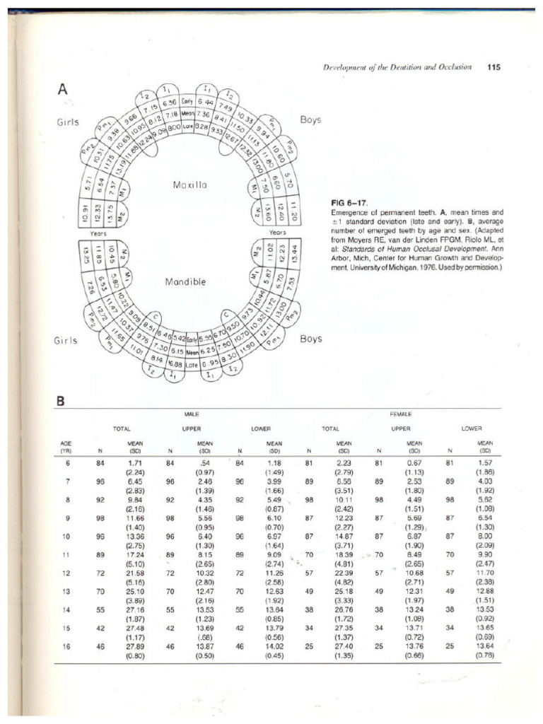 MOYERS Análisis Descriptivo | PDF | Orthodontics | Tooth