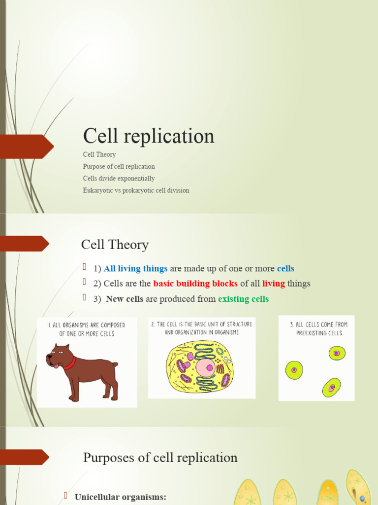 Cell Replication | PDF | Cell (Biology) | Mitosis