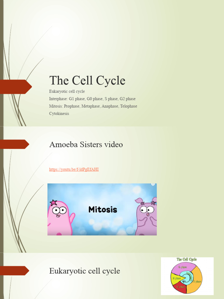The Cell Cycle | PDF | Mitosis | Cell Cycle