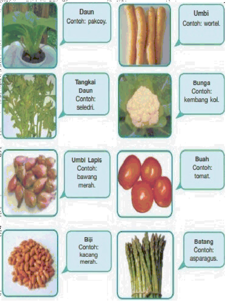 Fix Sayur 2 | PDF
