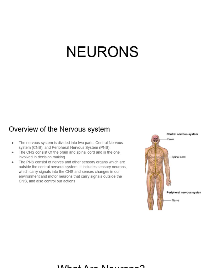 NEURONS | PDF | Chemical Synapse | Neuron