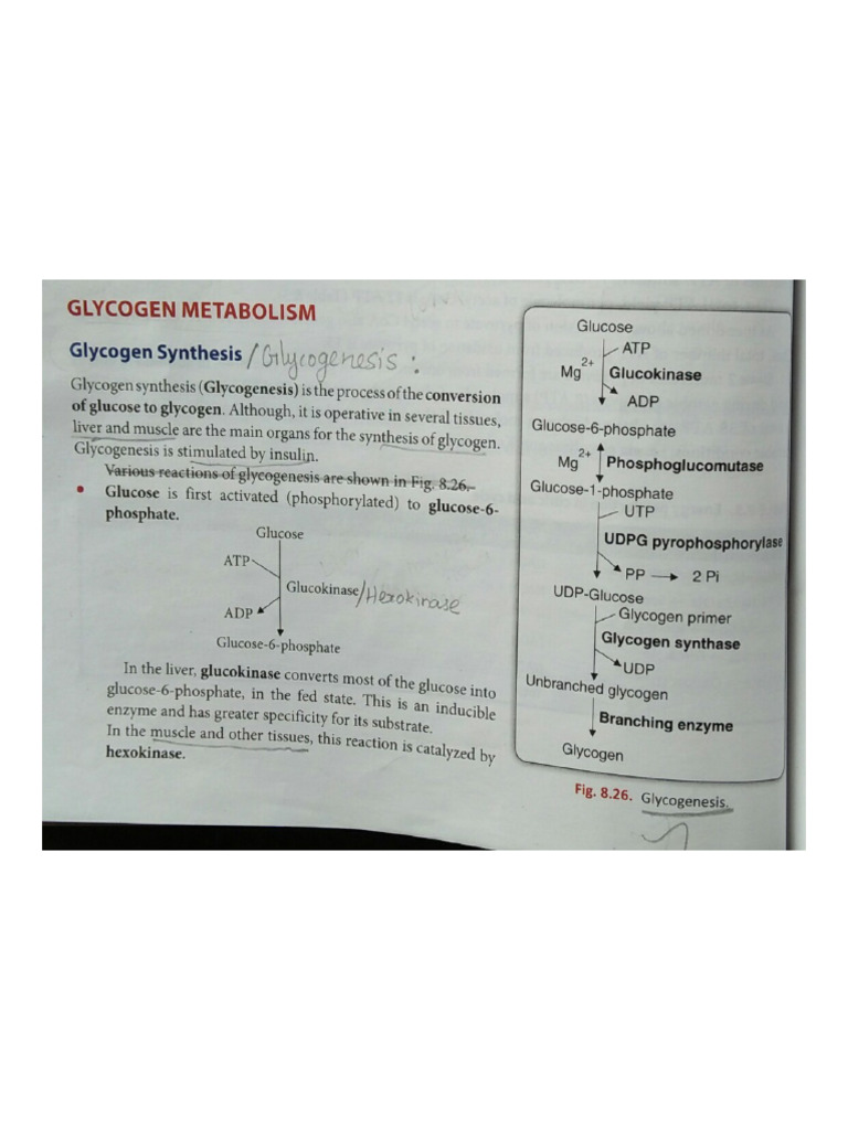 15 Mark - Glycogen Metabolism and Its Regulations | PDF