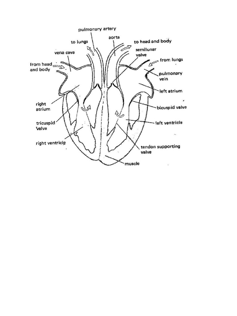 The Heart Form 2 Notes | PDF