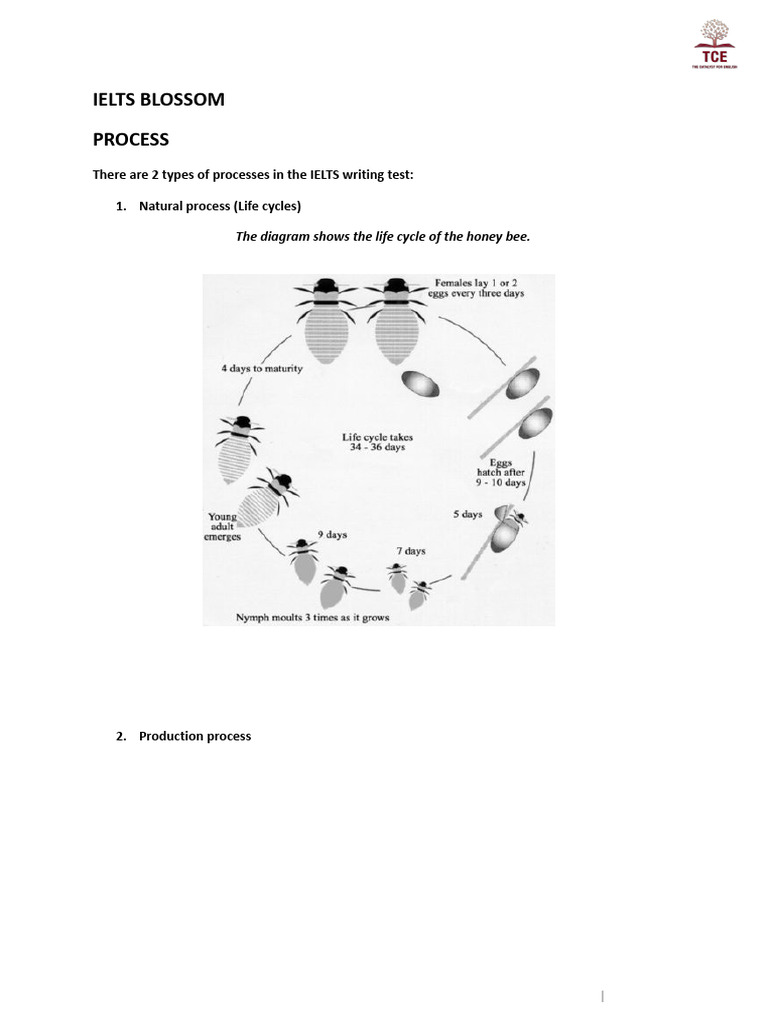 IELTS Writing: Process Descriptions Guide | PDF | Pupa | Paper