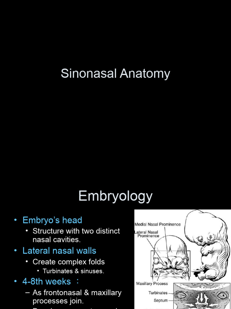 Sinonasal Anatomy | PDF | Human Nose | Anatomy