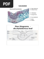 Calculation-Magnification-Qs Pack-Gcse | PDF | Micrograph | Cell (Biology)