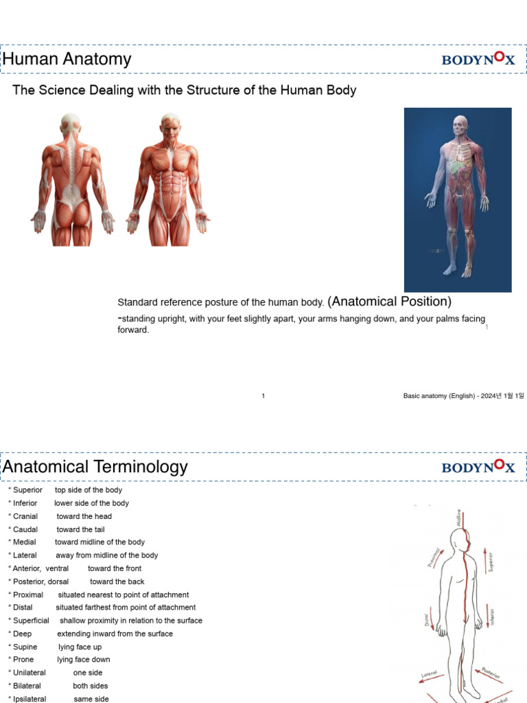 Basic Anatomy (English) | Download Free PDF | Pelvis | Anatomical Terms ...
