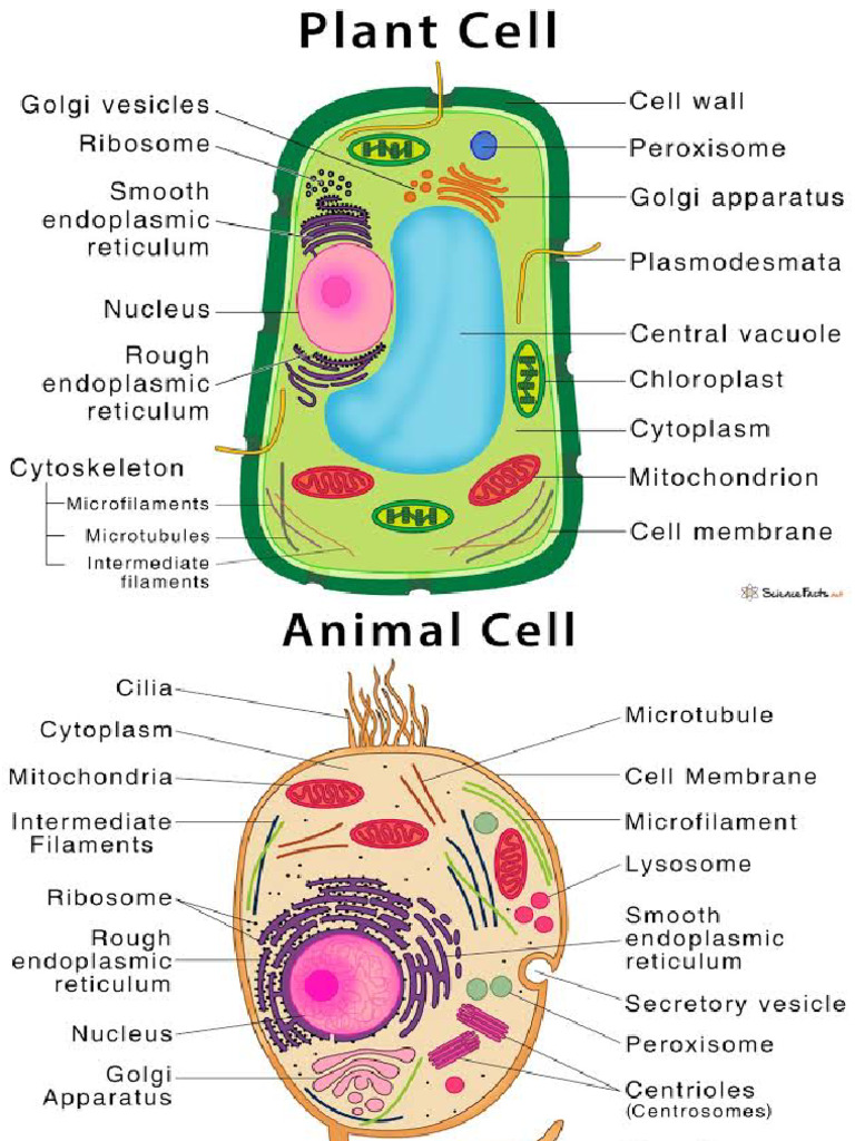 Plant Animal Cell Pdf