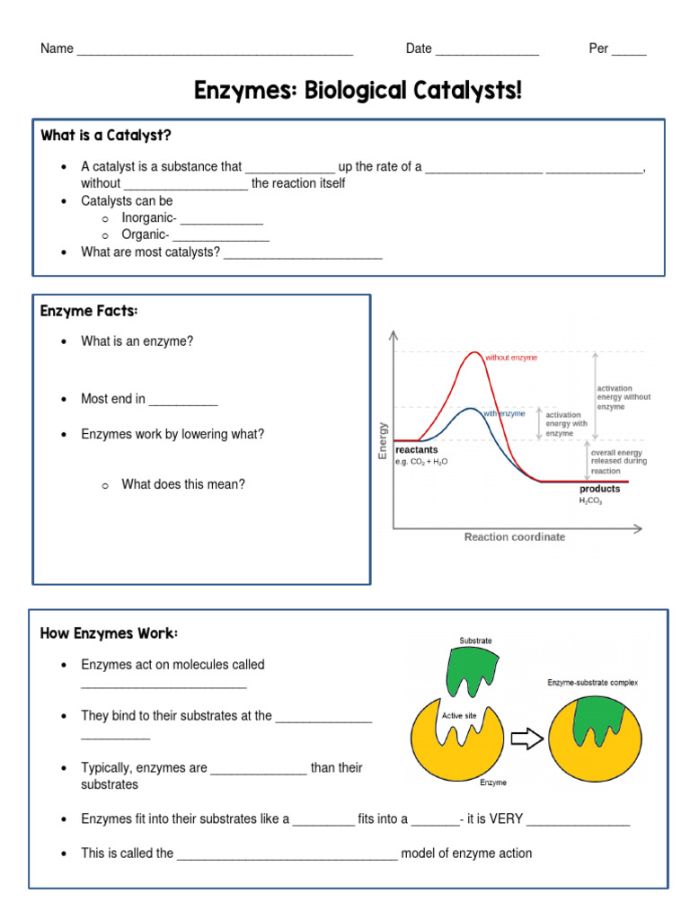 Enzymes Guided Notes | PDF | Enzyme | Cofactor (Biochemistry)