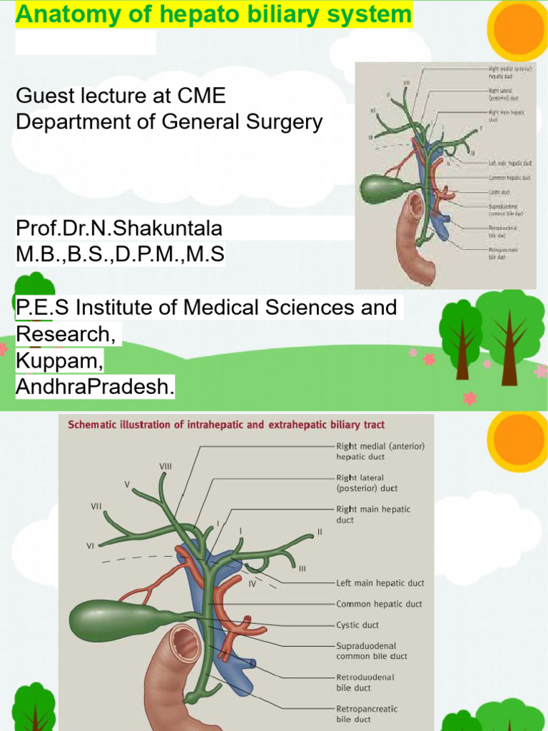 Anatomy of Hepatobiliary System | PDF | Liver | Gallbladder