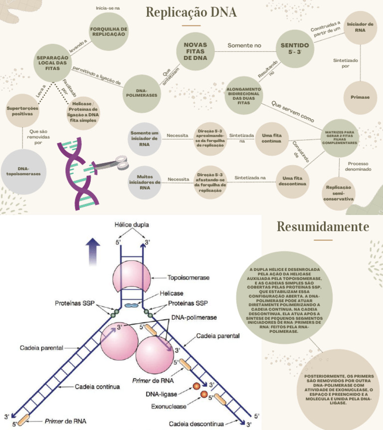 Replicacao DNA | Download grátis PDF | Replicação de DNA | Primer ...