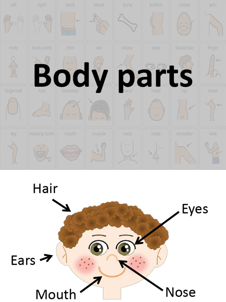 Body-parts | PDF