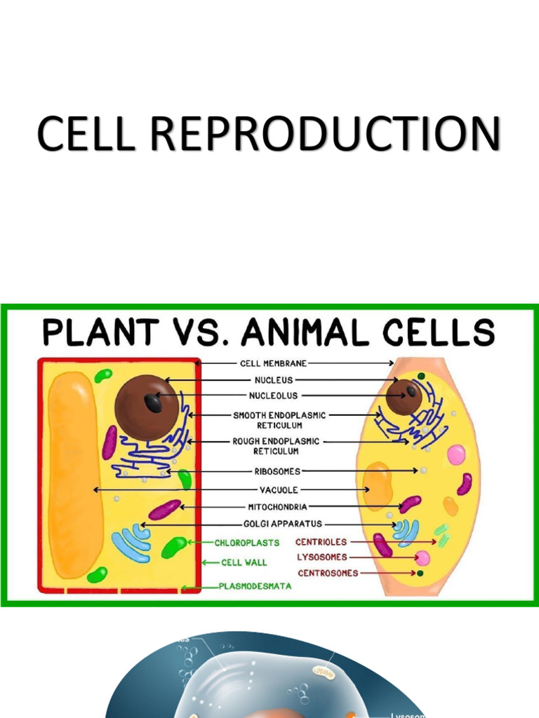 Module 2 | PDF | Meiosis | Mitosis