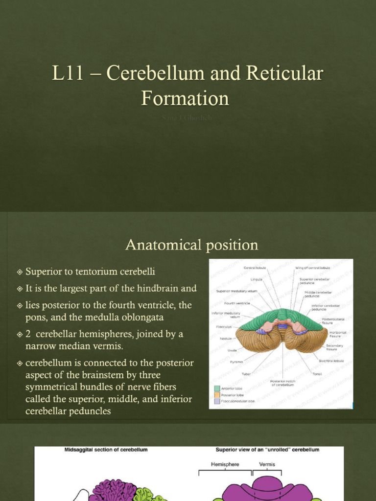 L11 Cerebellum and Reticular Formation | PDF | Cerebellum | Nervous System