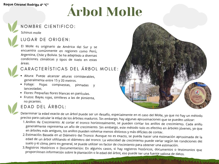 Arbol Molle | PDF | Arboles | Botánica