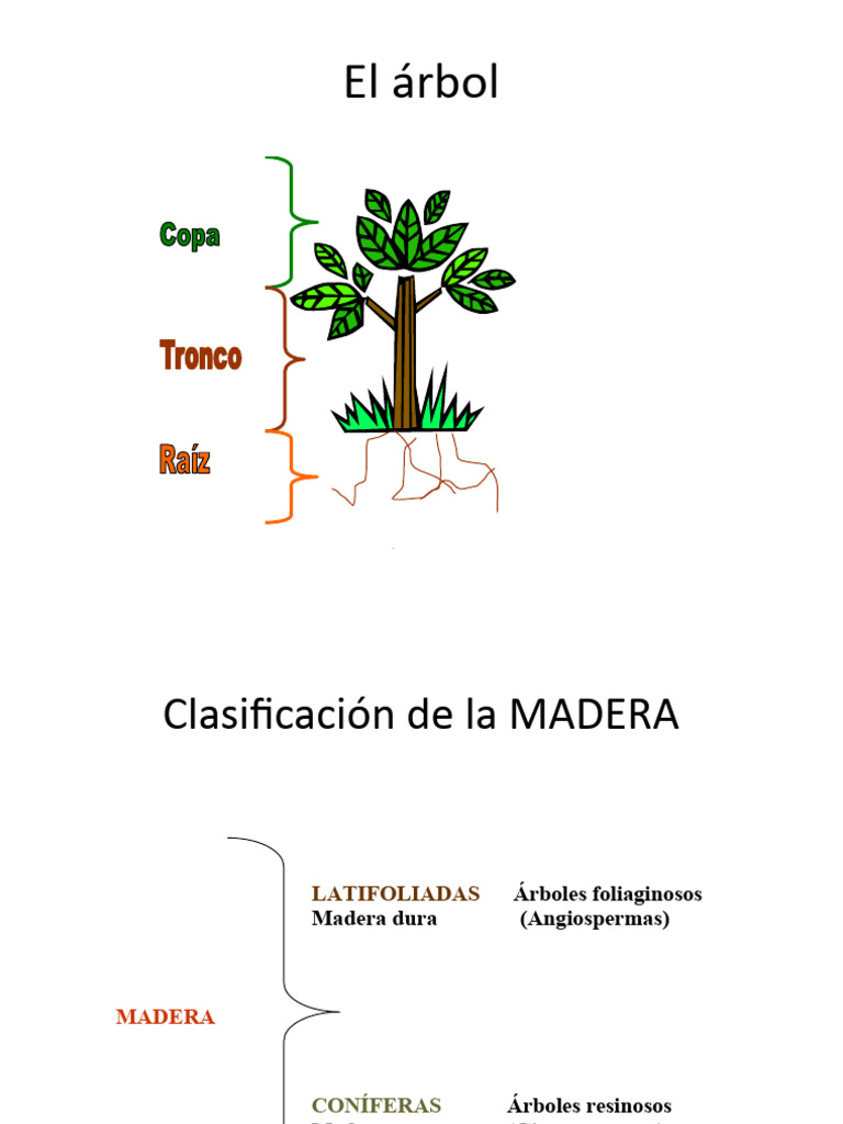 Coniferas Y Latifoliadas Qué Implica La Elección De La Madera?