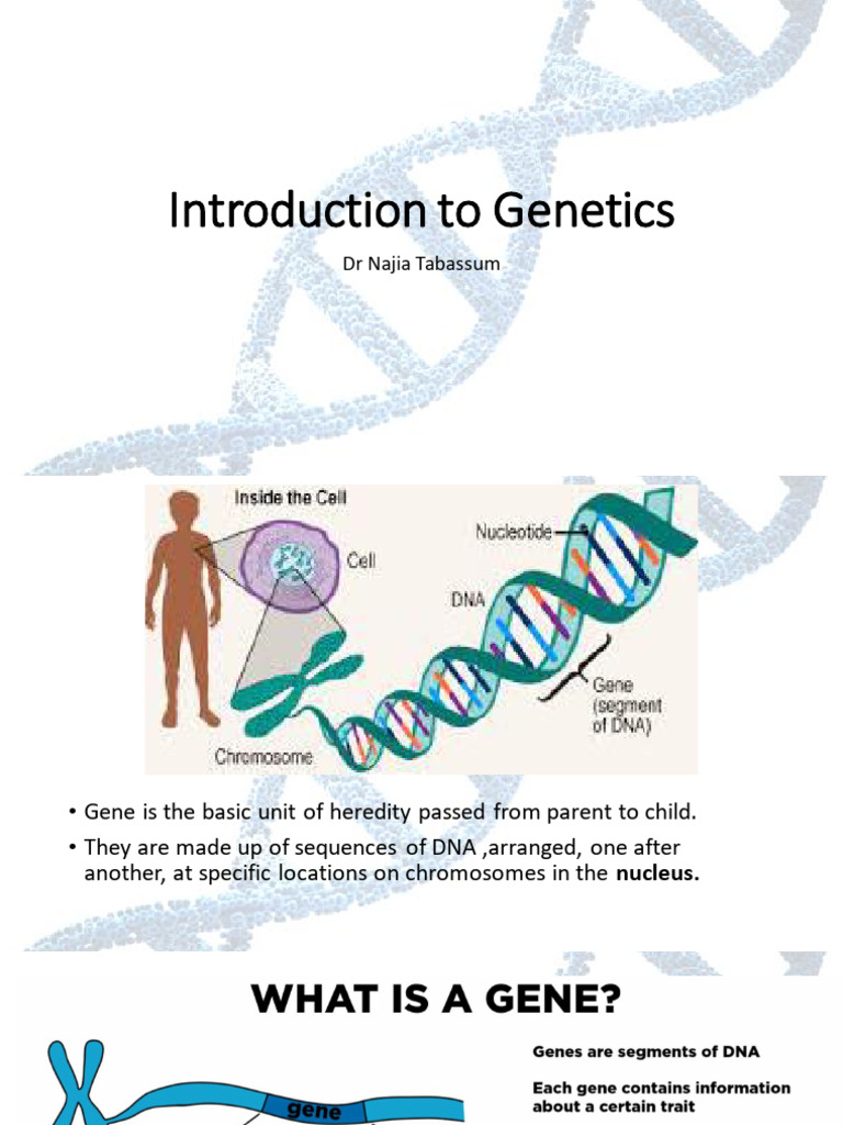 Intro To Genetics | PDF | Gene | Dna
