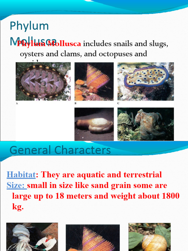 Phylum Mollusca | PDF | Mollusca | Bivalvia
