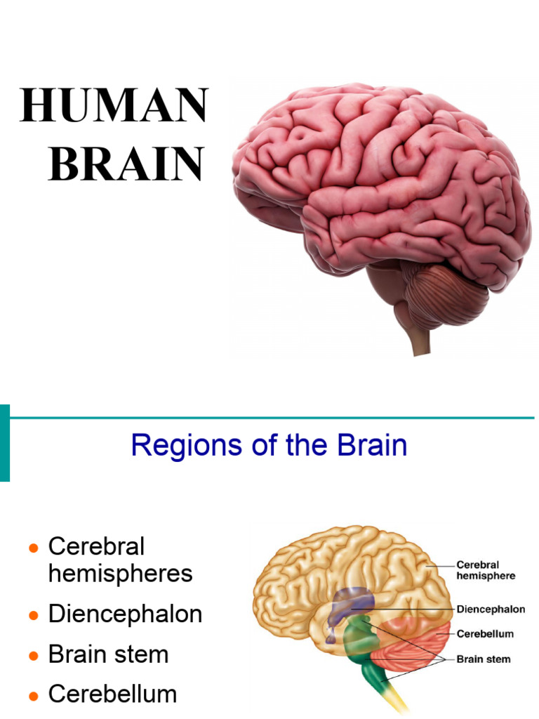 Human Brain ( Mini Project )Fnl | PDF | Cerebrum | Cerebral Cortex