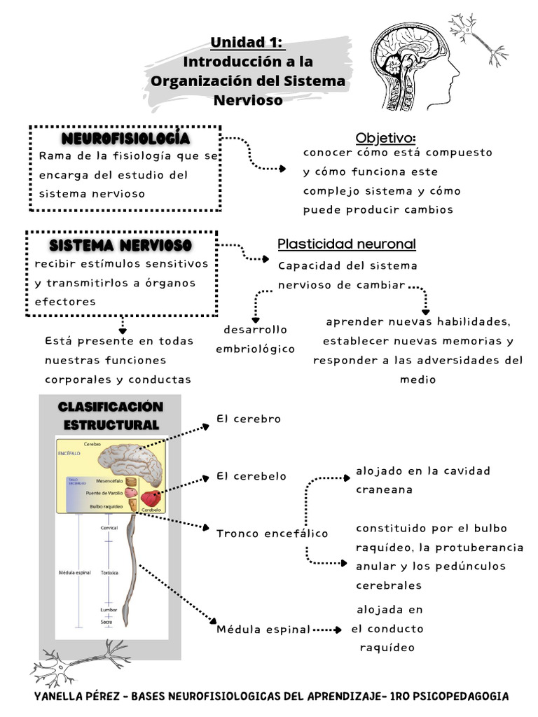 Neurofisiologia UNIDAD 1 | PDF | Neurona | Sistema nervioso