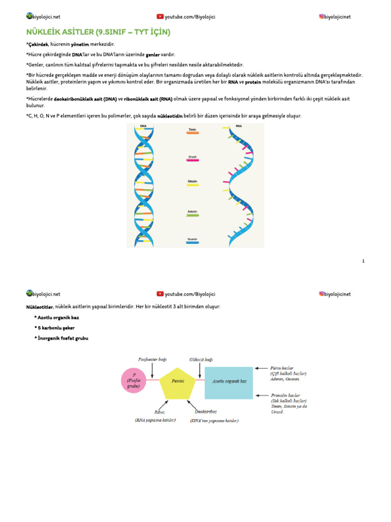 DNA-RNA | PDF