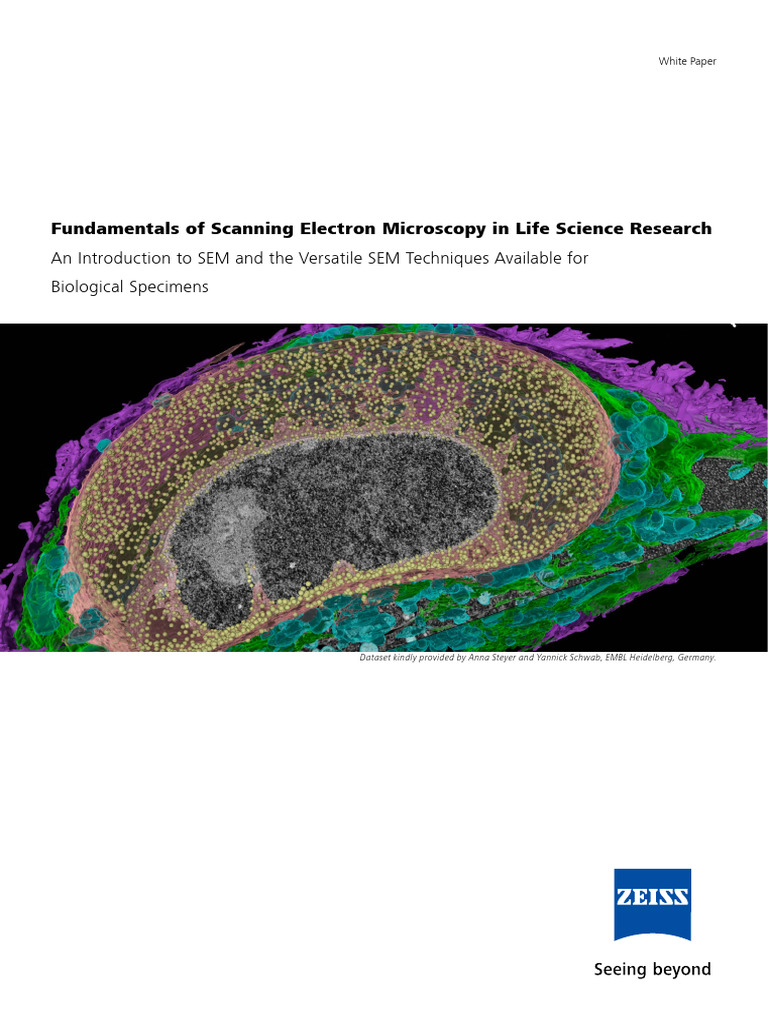Kính Hiển Vi Điện Tử Quét | PDF | Scanning Electron Microscope | Electron Microscope