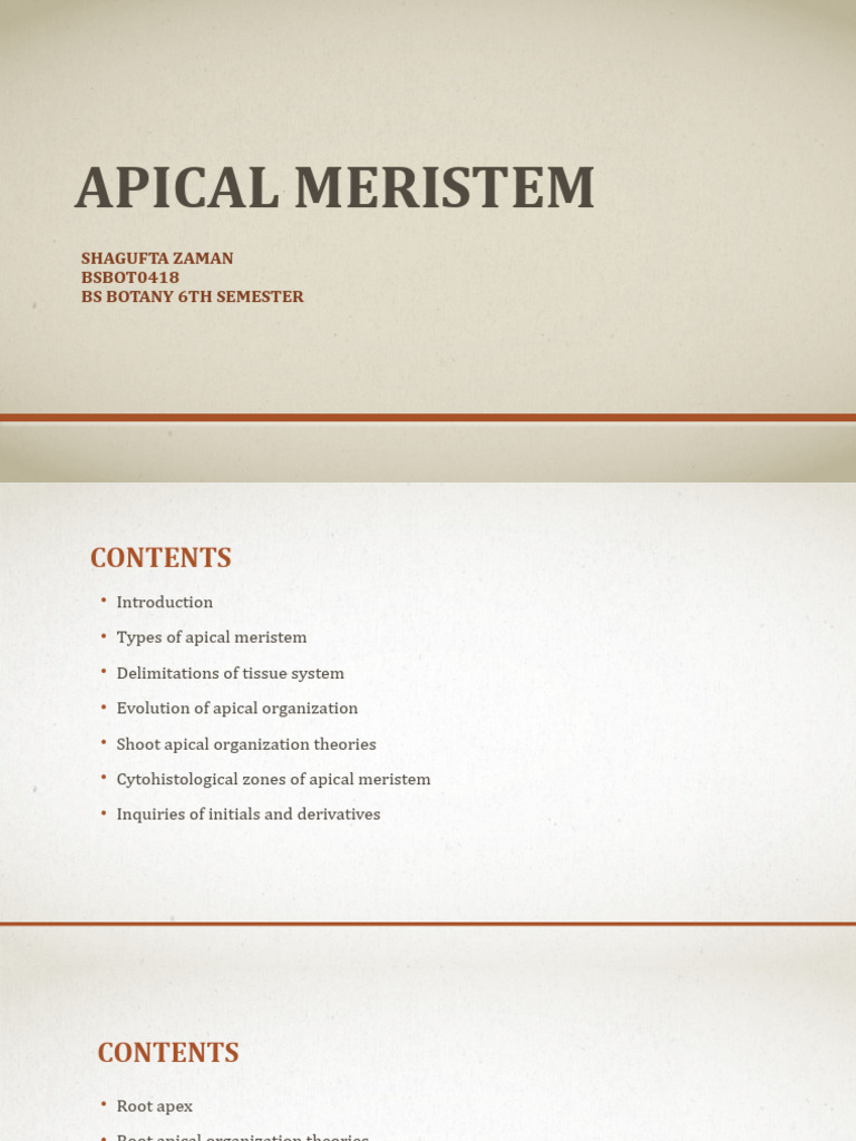 Apical Meristem Theories and Organization | PDF | Root | Tissue (Biology)