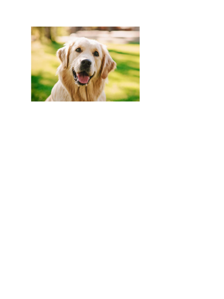 Labrador Perro Venta | PDF