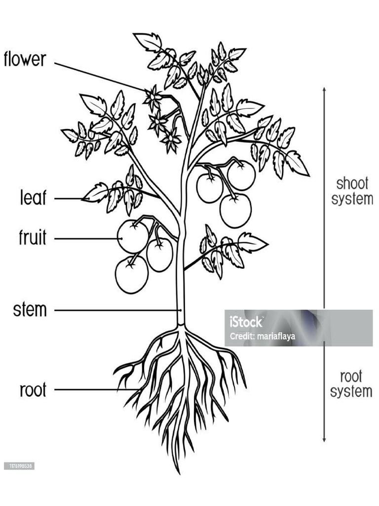 Labelled Plant | PDF