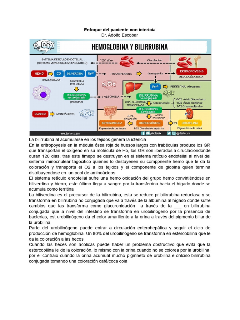 Ictericia: Causas y Evaluación Clínica | PDF | Hígado | Enfermedades ...