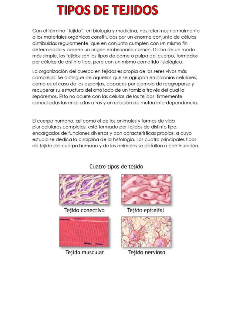 Tipos de Tejido | PDF | Tejido conectivo | Músculo