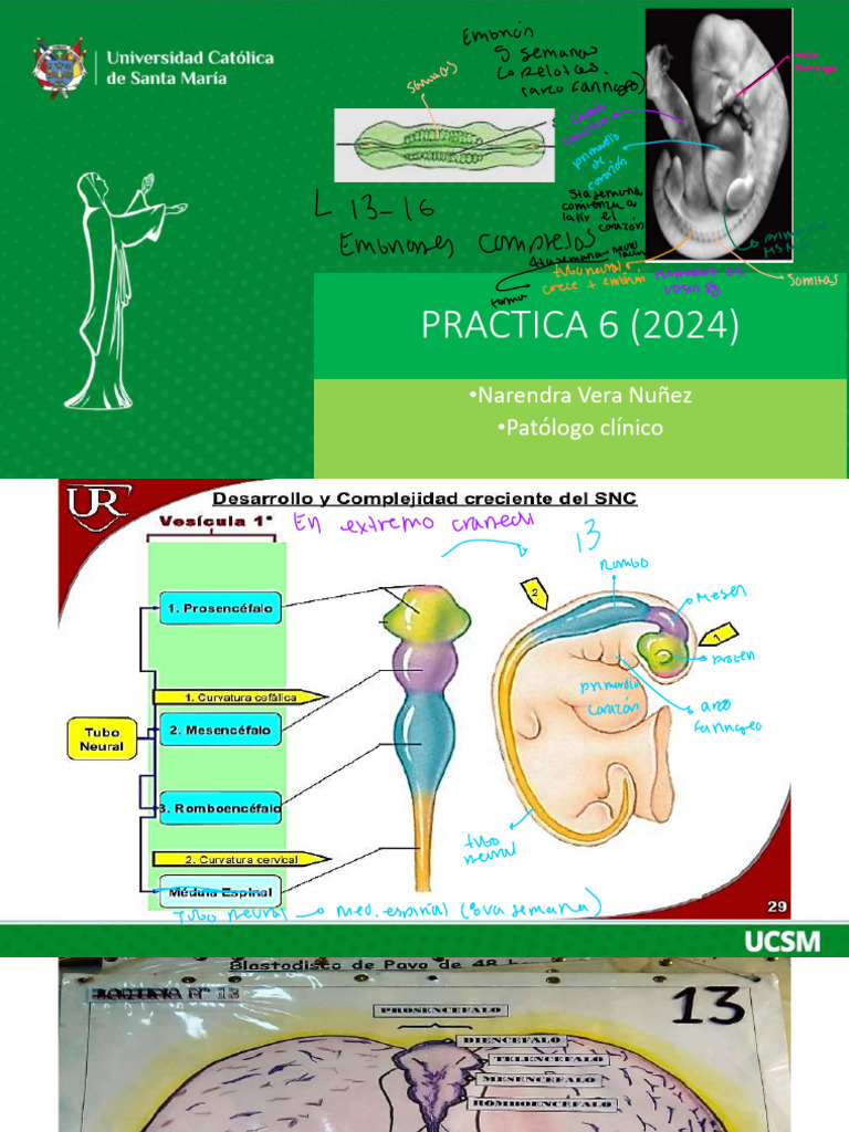 P6 - Neurulacion | PDF | Neurociencia | Anatomía