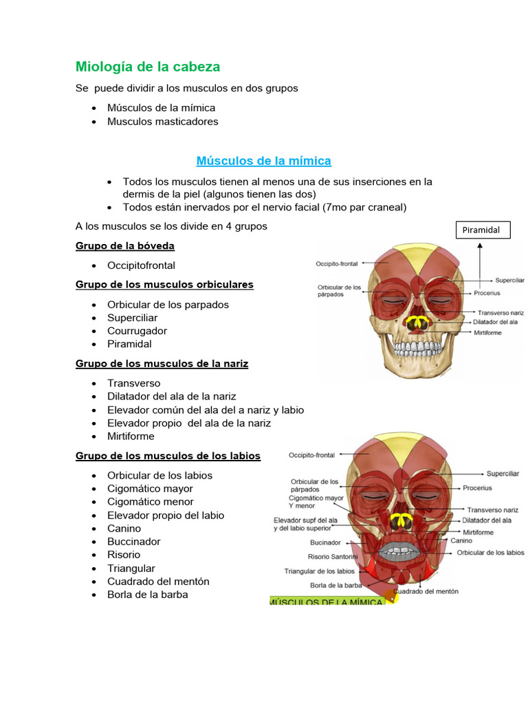 Miología De La Cabeza Pdf