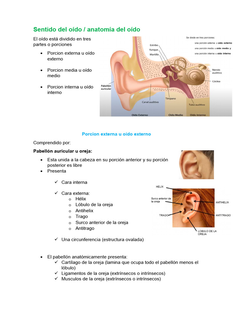Sentido Auditivo (Anatomia Del Oido) | PDF | Oído | Otología